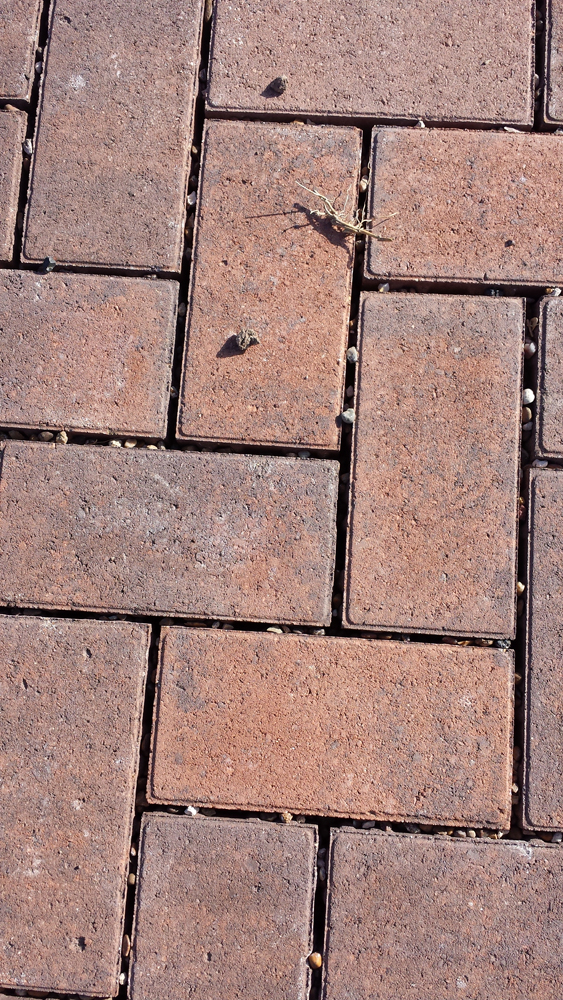 City of Alamo Sport Complex - Sports Complex Environmental Council